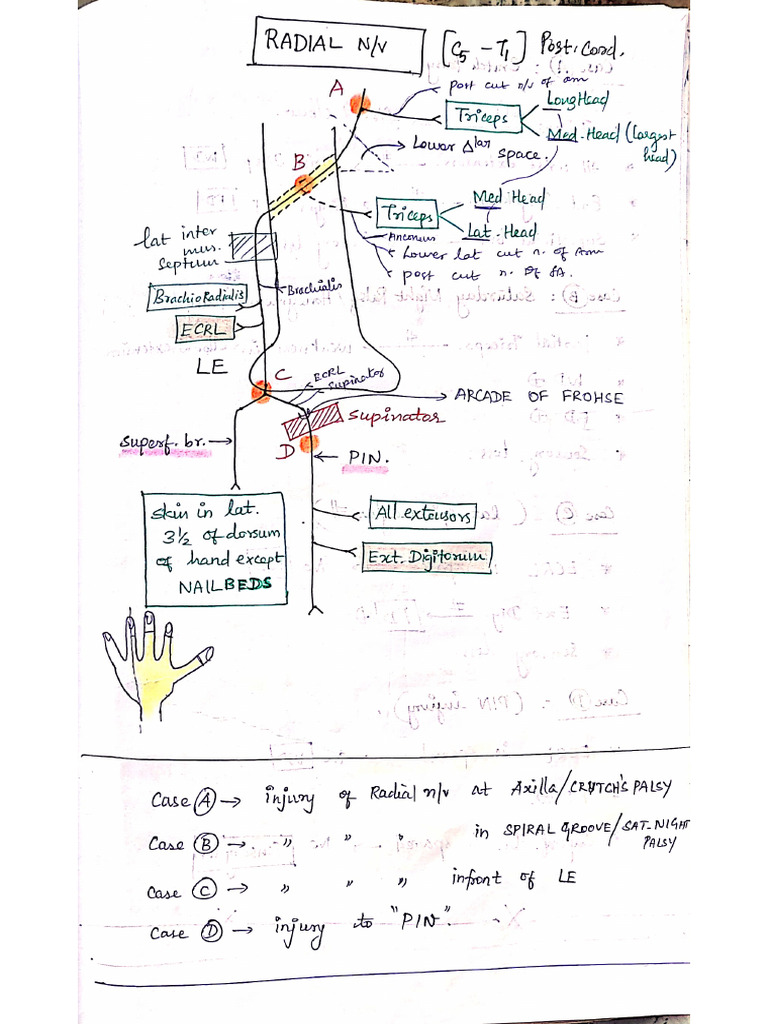 Radial, Median & Ulnar Nerve | PDF