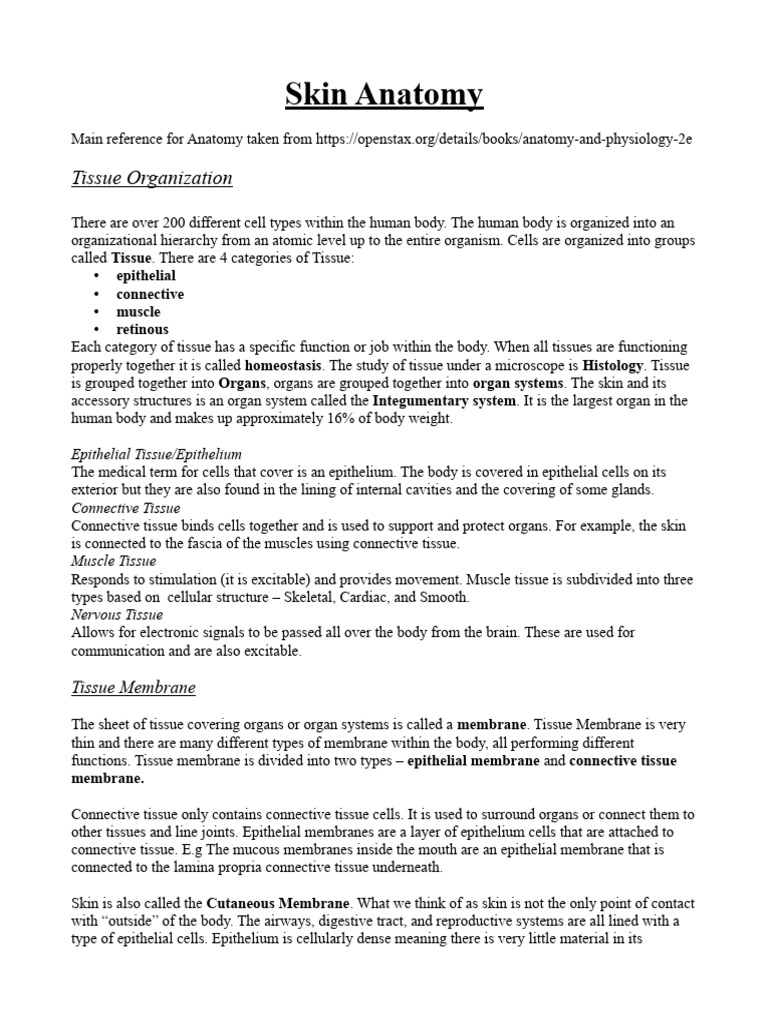 Skin Anatomy | PDF | Epithelium | Tissue (Biology)