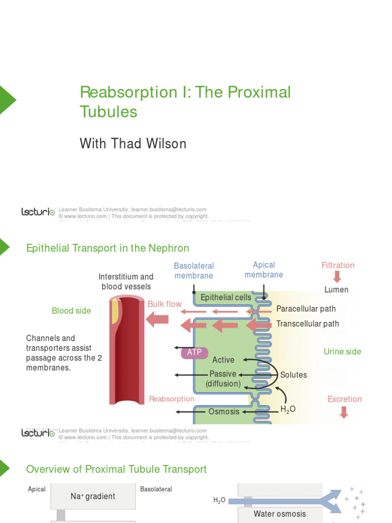 Slides 03 Reabsorption1 UrinarySystem | PDF