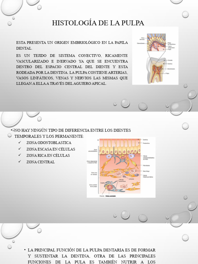 Pulpa Dental Histo | PDF