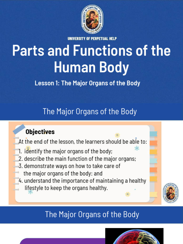 Major Organs in the Human Body | PDF | Lung | Bone