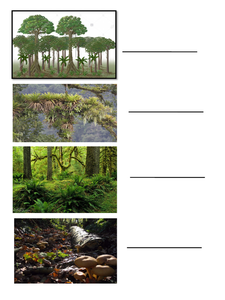 Forest Layers | PDF