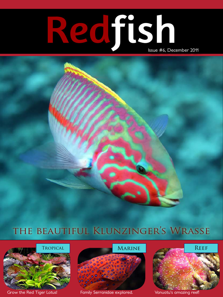 Redfish Magazine 2011 December Eu | PDF | Aquarium | International ...