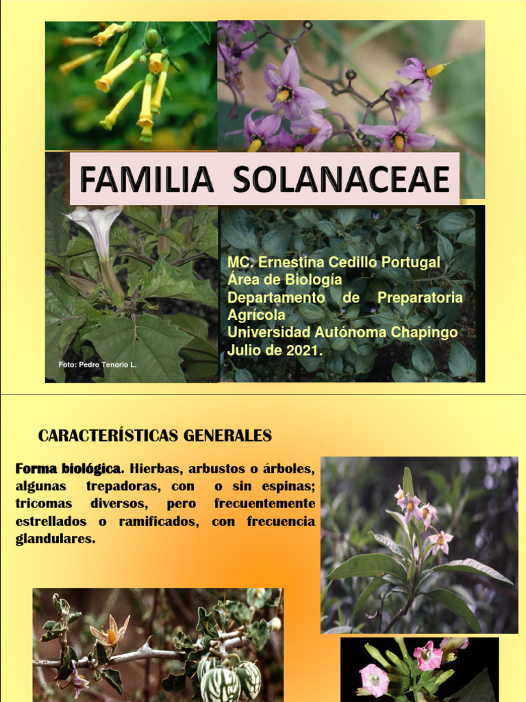 Características de la familia Solanaceae | PDF | Morfología Vegetal ...