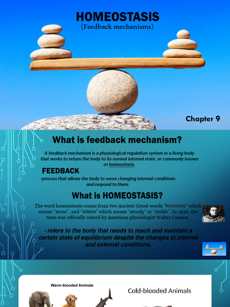 (1) Homeostasis Feedback Mechanism | PDF