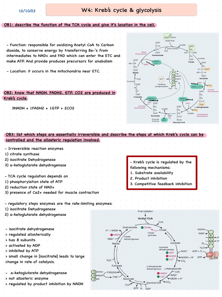 Kreb's Cycle | PDF | Glycolysis | Diet & Nutrition