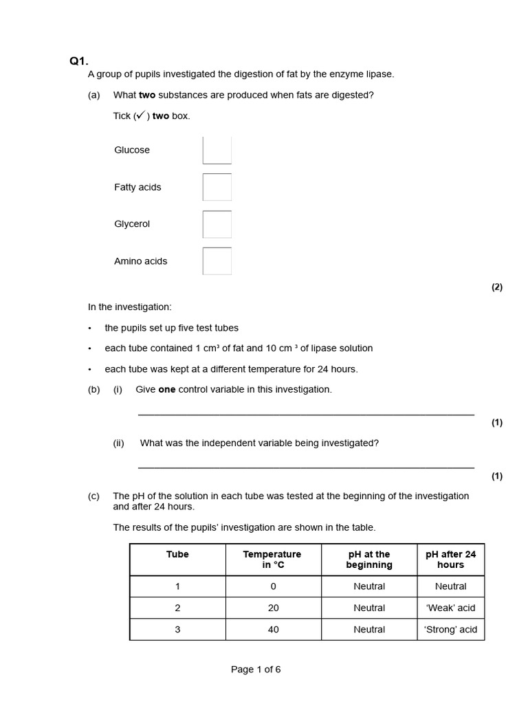 Yr10 Digestive System RP L | PDF | Digestion | Small Intestine