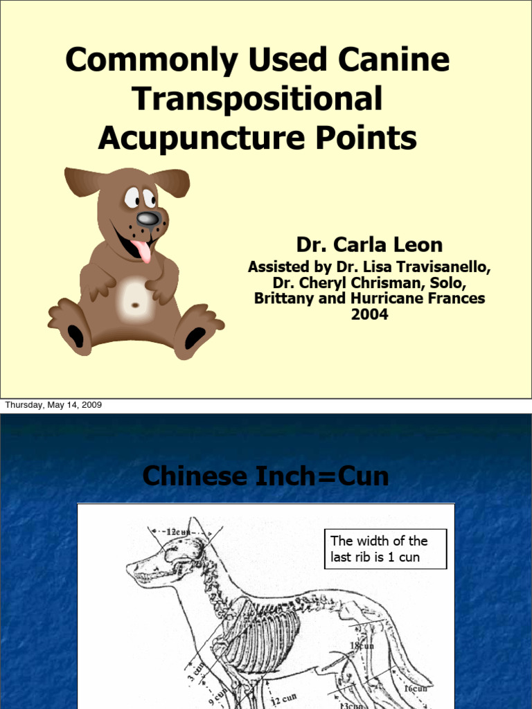 Canine Acupuncture Point Locations | PDF | Anatomical Terms Of Location ...