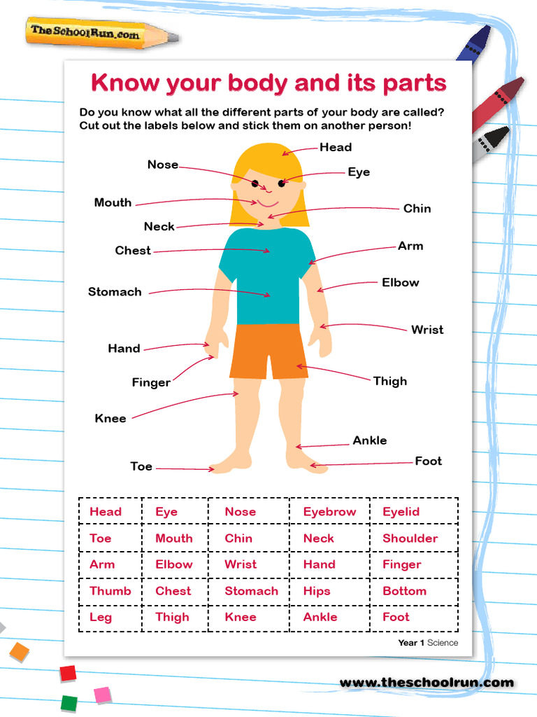Body Parts Identification for Kids | PDF