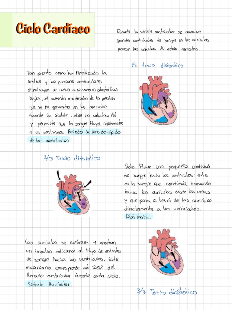 Ciclo Cardiaco | PDF | Ventrículo (corazón) | Corazón