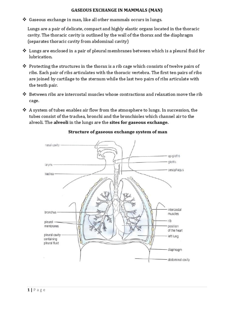 Gaseous Exchange in Mammals Explained | PDF | Breathing | Lung