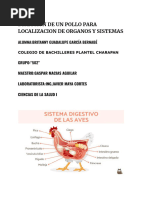 Disección del Muslo de Pollo: Anatomía y Función | PDF | Articulación ...
