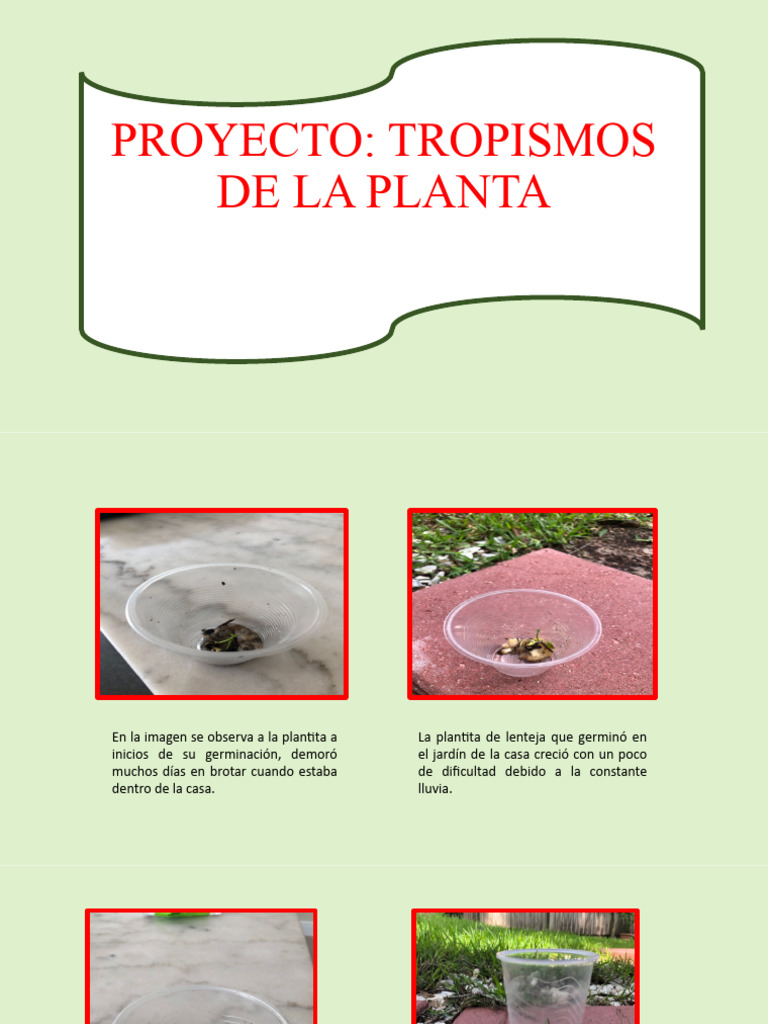 Tropismo | PDF