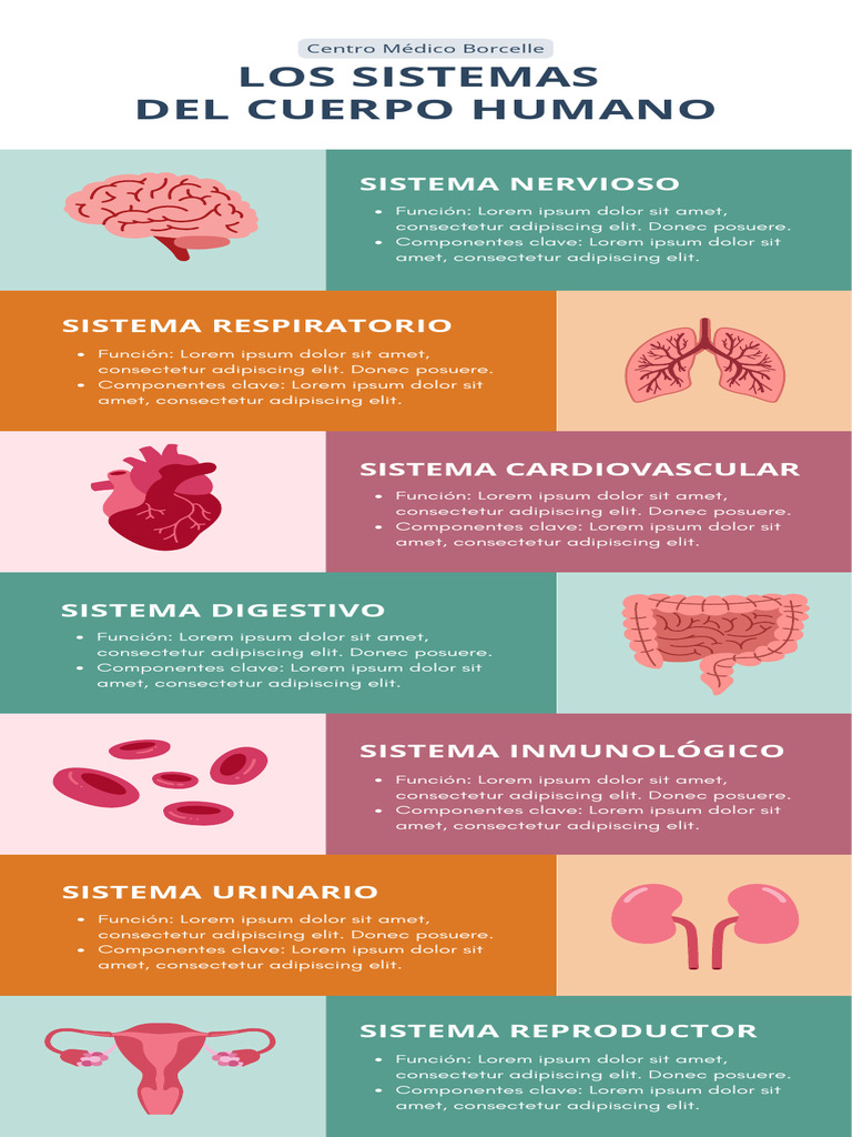 Infografía Sistemas Cuerpo Humano Ilustrado Multicolor | PDF