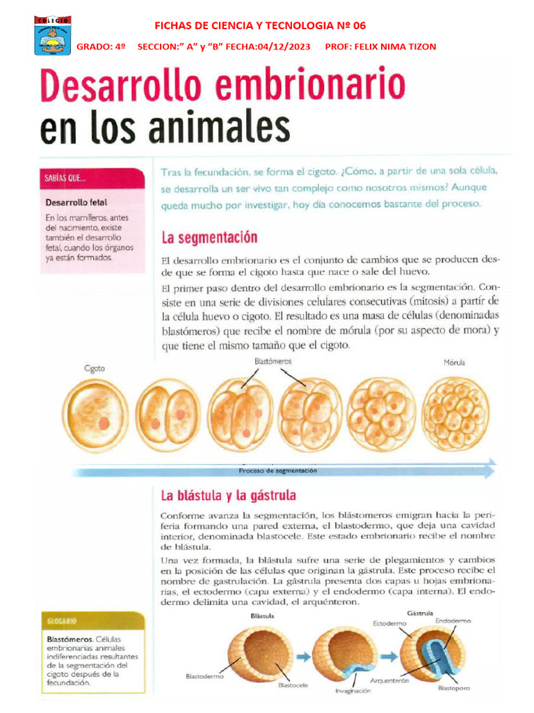 FICHAS Nº 05 C y T 4º GRADO UNIDAD VIII DESARROLLO EMBRIONARIO DE LOS ANIMALES | PDF