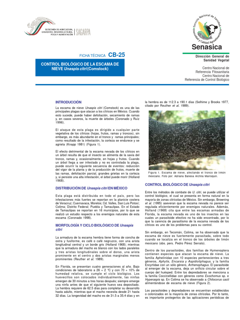 Ficha CB 25 Unaspis Citri | PDF | Insectos