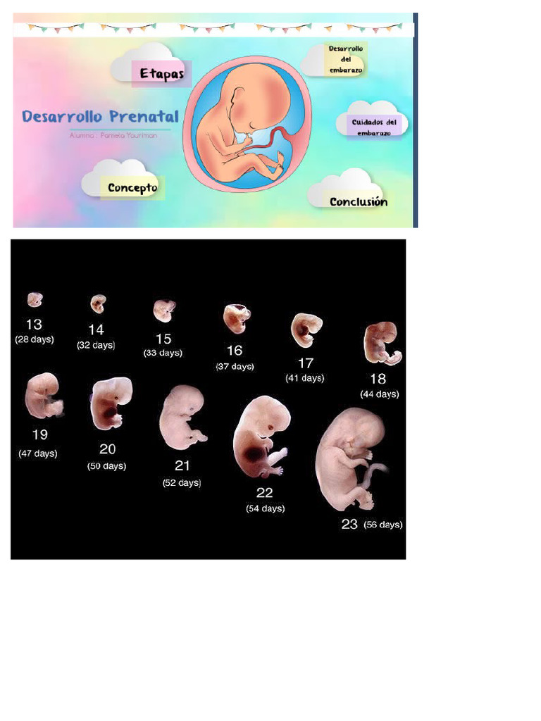 Embarazo | PDF
