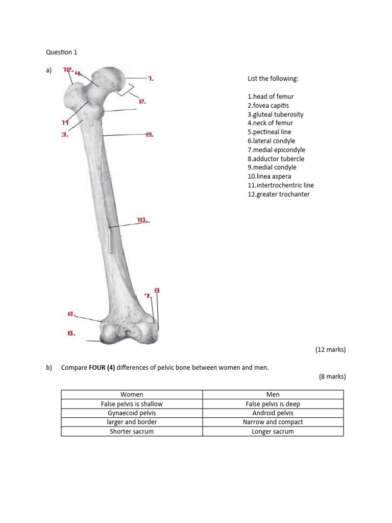 Lower Limb | PDF | Pelvis | Human Leg