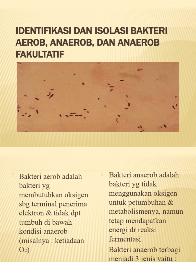 Identifikasi Dan Isolasi Bakteri | PDF | Sains & Matematika