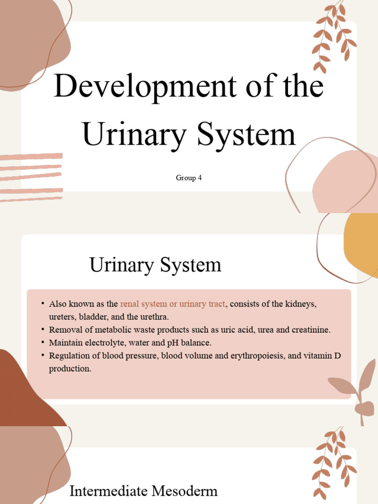 Development of The Urinary System | Download Free PDF | Kidney ...