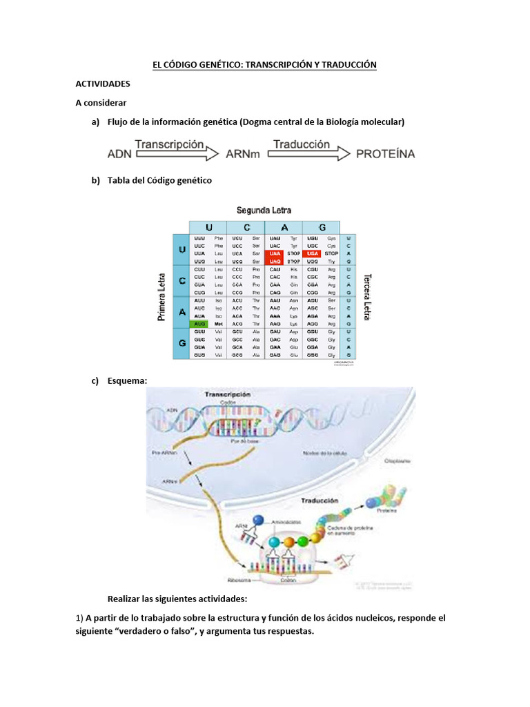 Transcripción y Traducción del ADN | PDF | Traducción (biología) | Adn