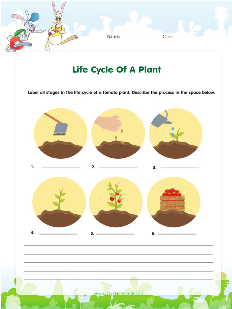 Life Cycle of A Tomato Plant | PDF