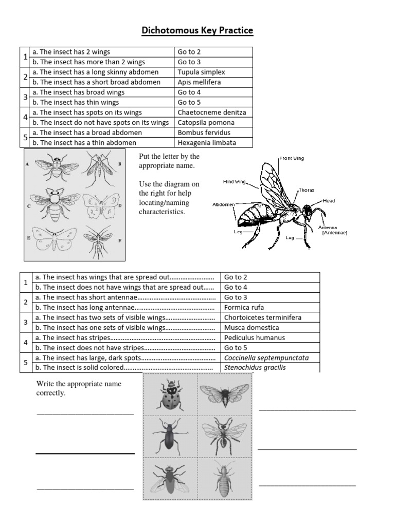 Dichotomous Key - Practice | PDF | Plants | Hexapoda