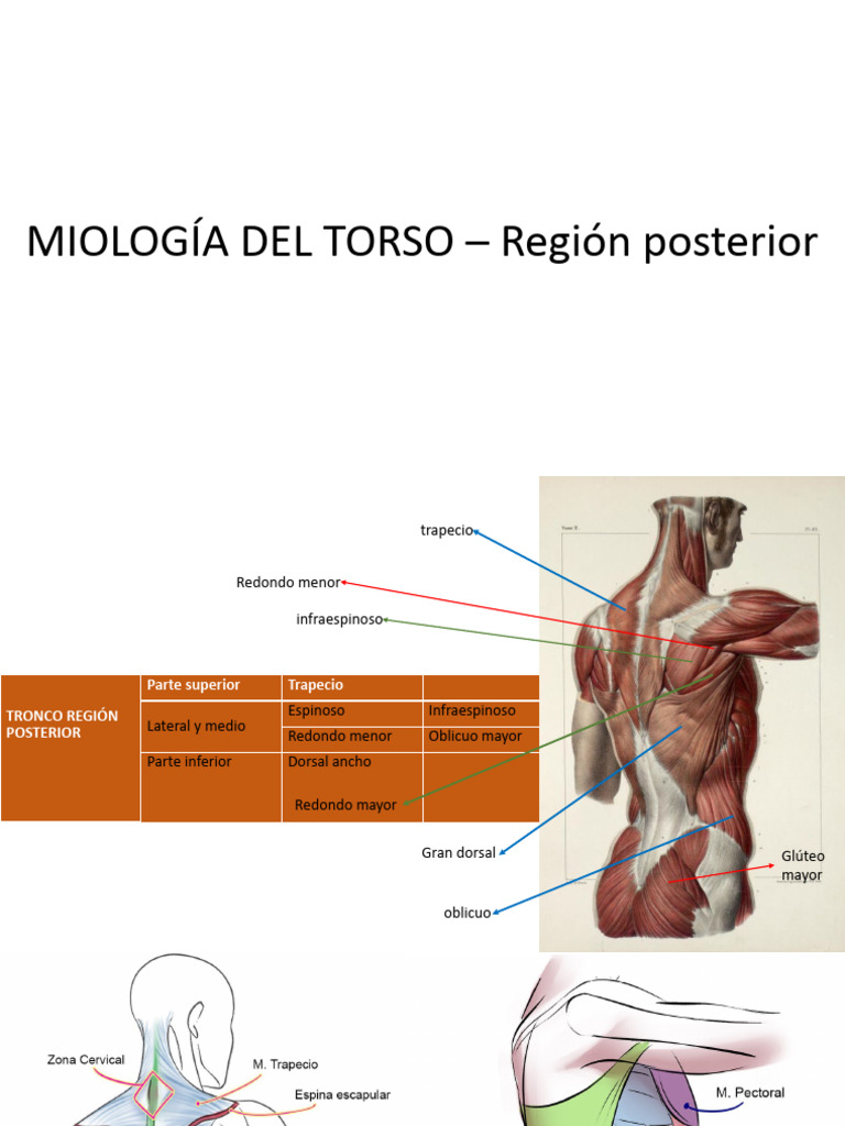 EL TORSO Region Posterior | PDF