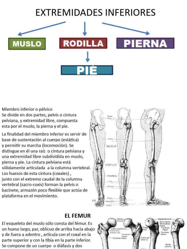 Extremidades Inferiores | PDF | Pelvis | Sistema musculoesquelético