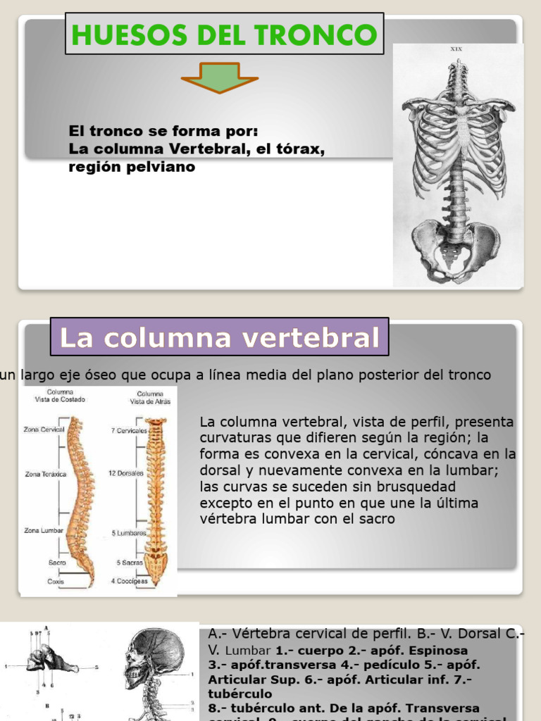 Huesos Del Tronco | PDF | Vértebra | La columna vertebral