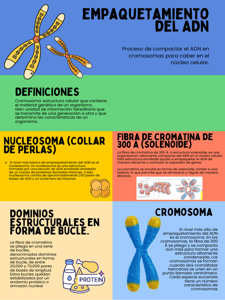 Empaquetamiento Del ADN | PDF | Cromosoma | Cromatina