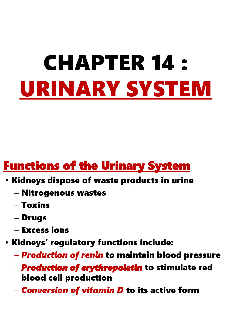 Urinary System Overview | PDF | Kidney | Genitourinary System