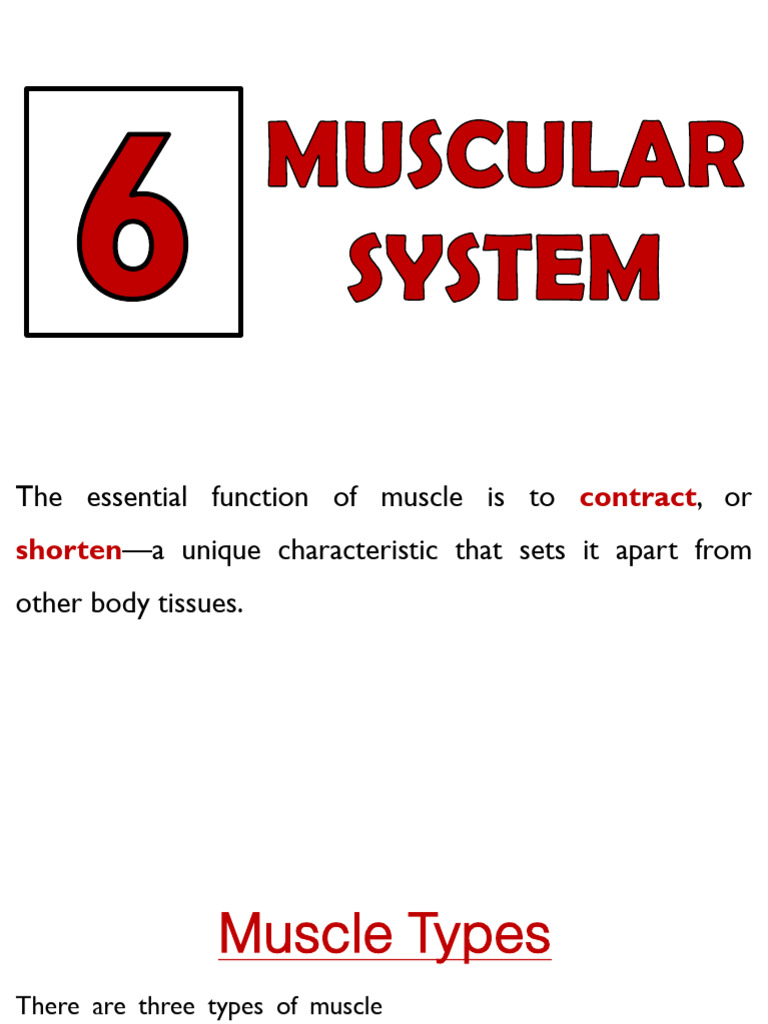 Chapter-6-MUSCULAR-SYSTEM | PDF
