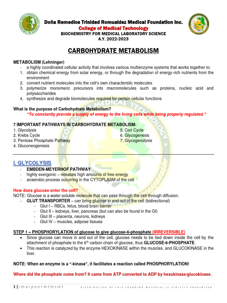 Carbohydrate Metabolism Handout | PDF | Diet & Nutrition | Chemistry