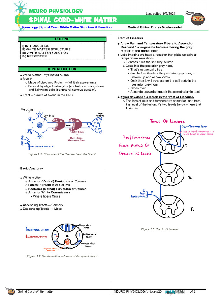 Spinal Cord White Matter Structure & Function Atf | PDF | Spinal Cord | Anatomy