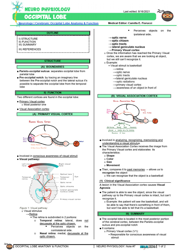 Cerebrum Occipital Lobe Anatomy & Function atf | PDF | Occipital Lobe | Visual System