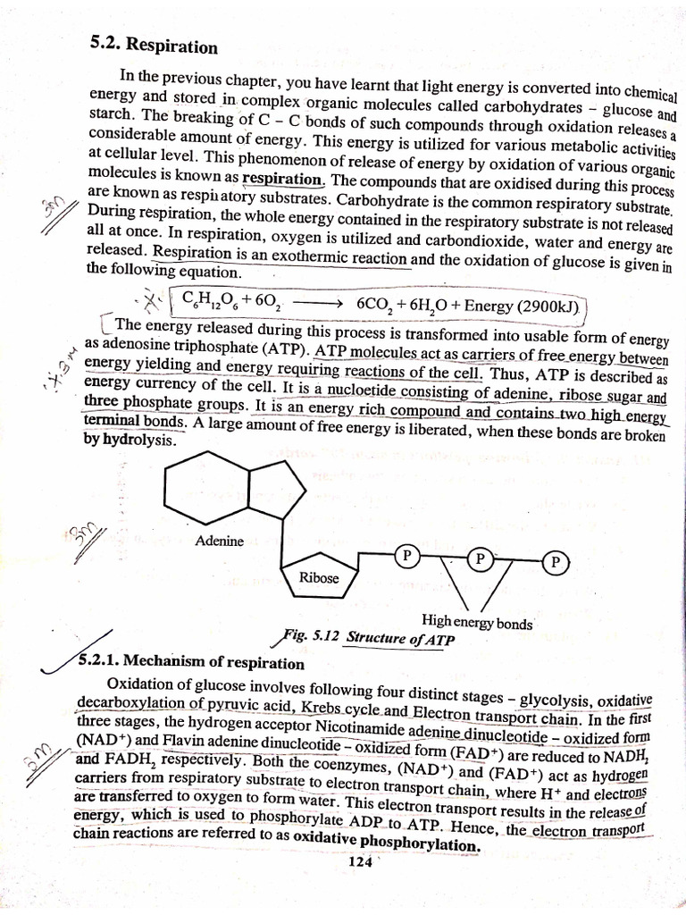 Unit 3 - Respiration and cycles | PDF