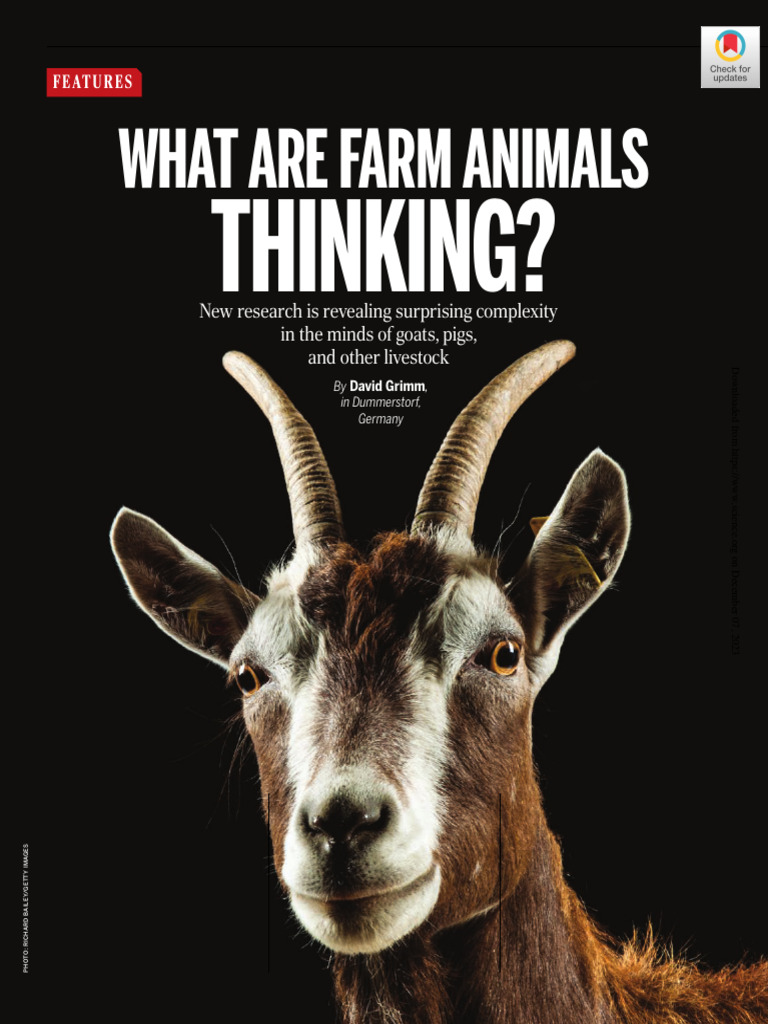 What Are Farm Animals Thinking ? | PDF | Cattle | Pig