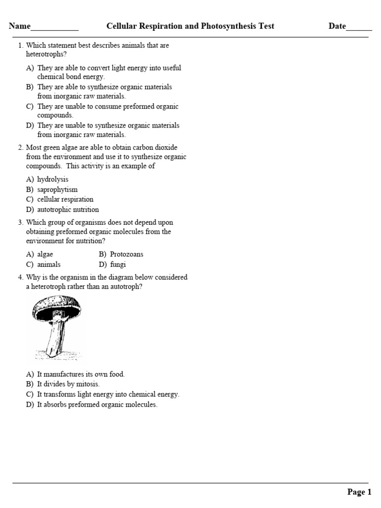 Cellular Respiration and Photosynthesis Tests c 2 | PDF