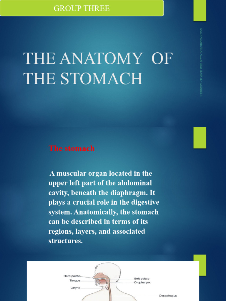 Anatomy and Functions of the Stomach | PDF | Stomach | Digestion