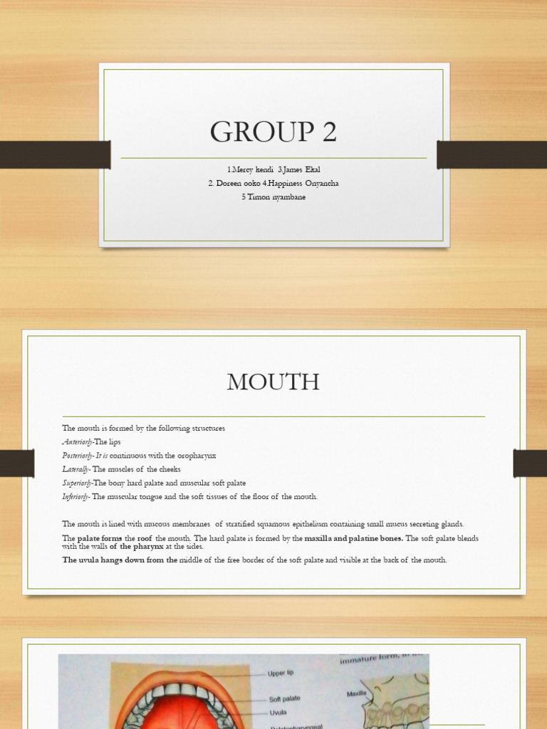 Buccal Cavity in Digestive System | PDF