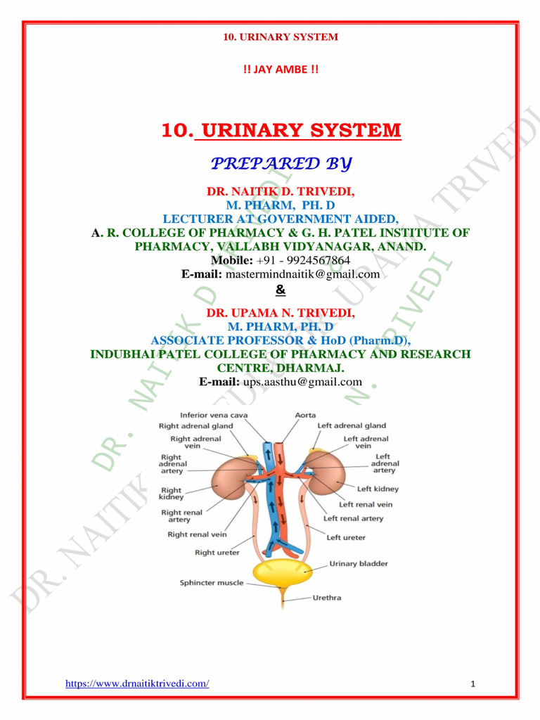 Urinary System | PDF