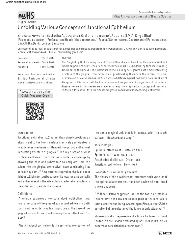 Junctional Epi Development | PDF | Epithelium | Histology