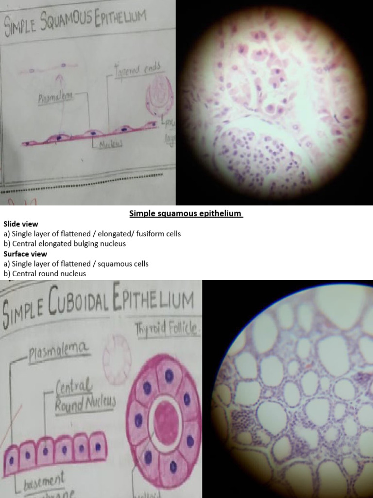 Standardized Identification Points for Histology Slides For | PDF ...