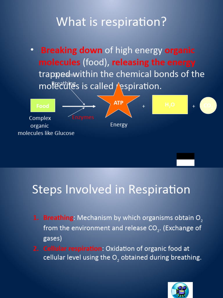 Respiration | PDF | Cellular Respiration | Respiratory System