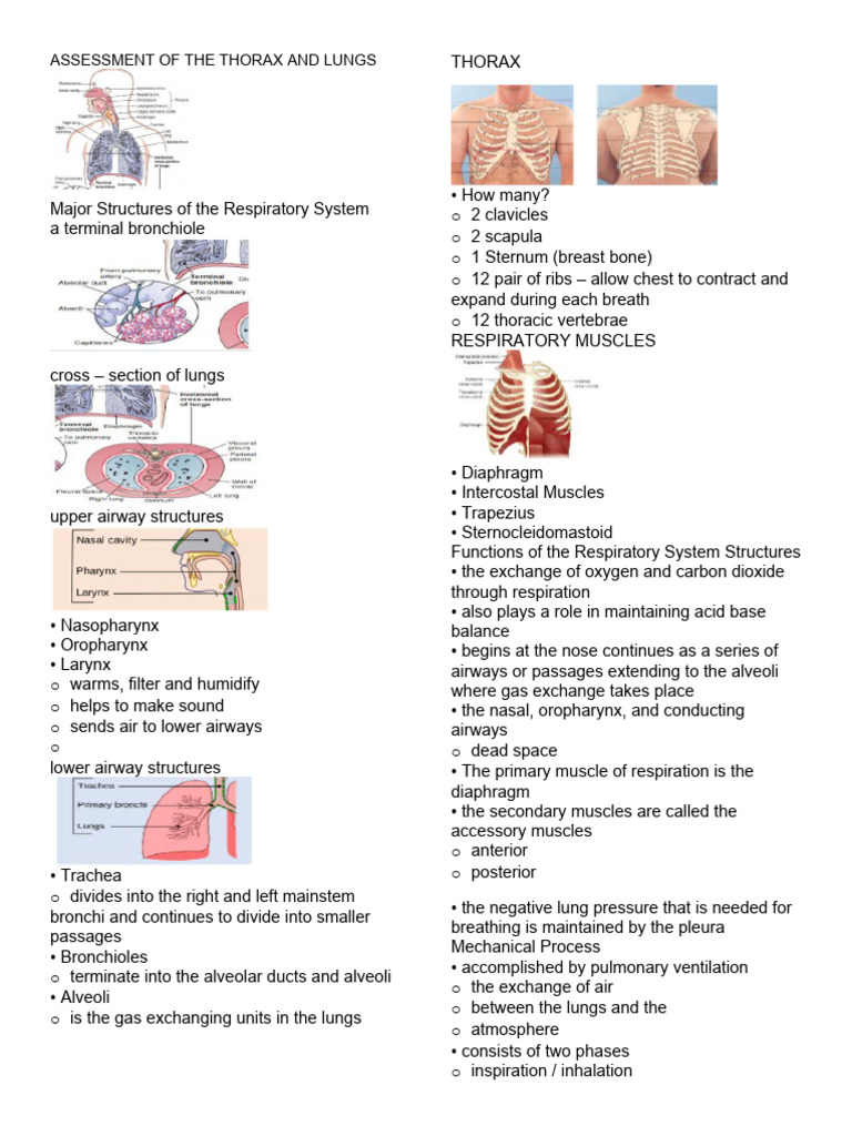 Assessment of The Thorax and Lungs | Download Free PDF | Respiratory ...