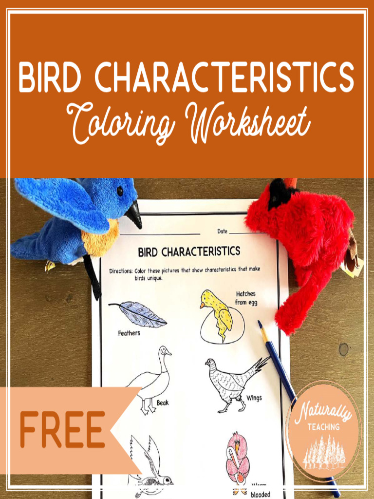 Coloring Worksheet: Bird Characteristics | PDF | Birds