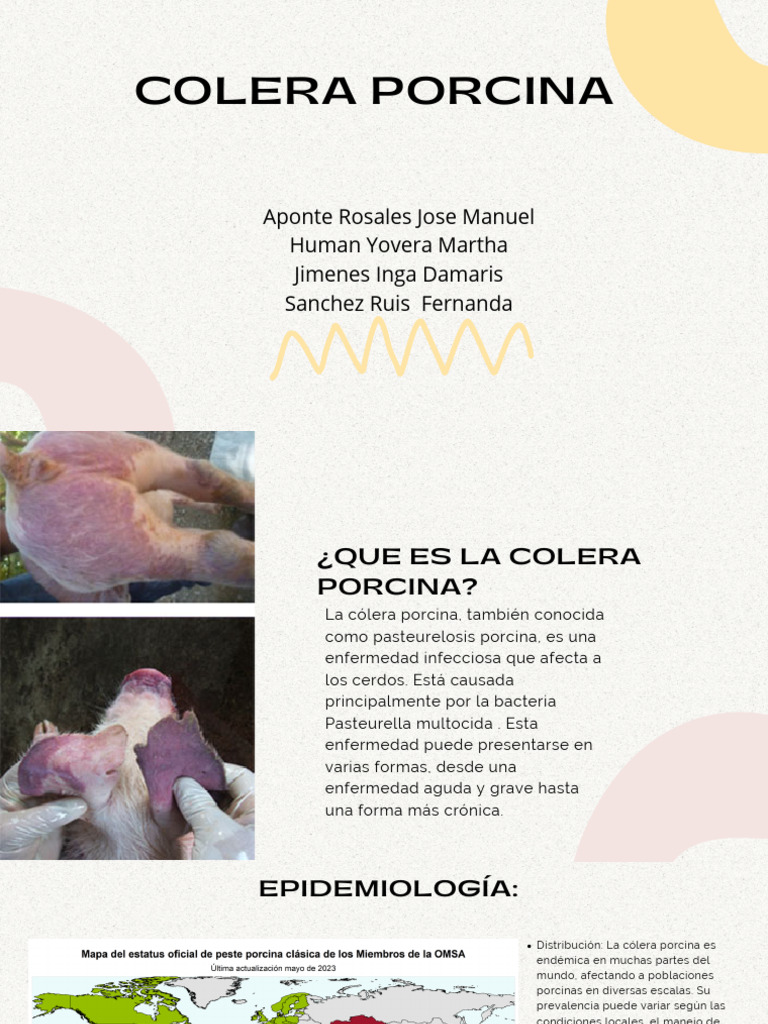 Colera Porcina | PDF | Infección | Las bacterias