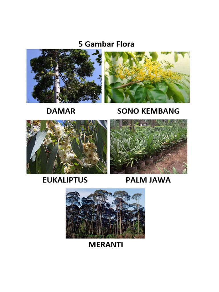 5 Gambar Flora | PDF