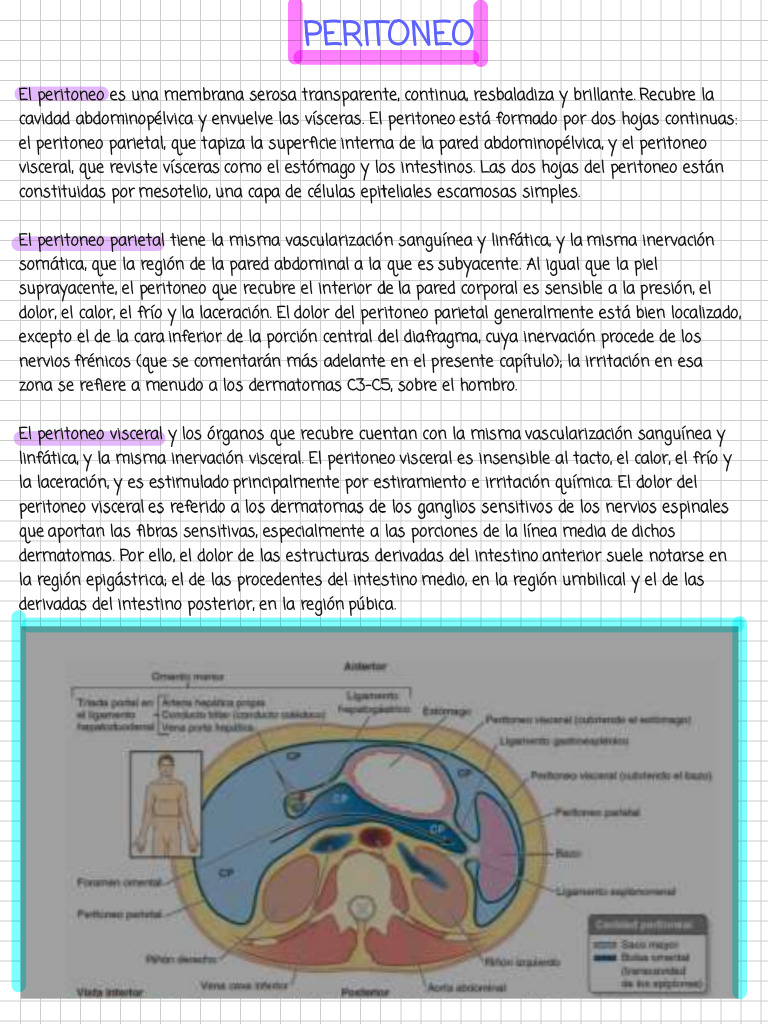 PERITONEO | PDF
